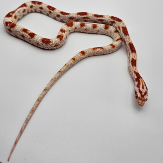 Corn Snake Halo High-White Reverse Okeetee by Crown and Scales