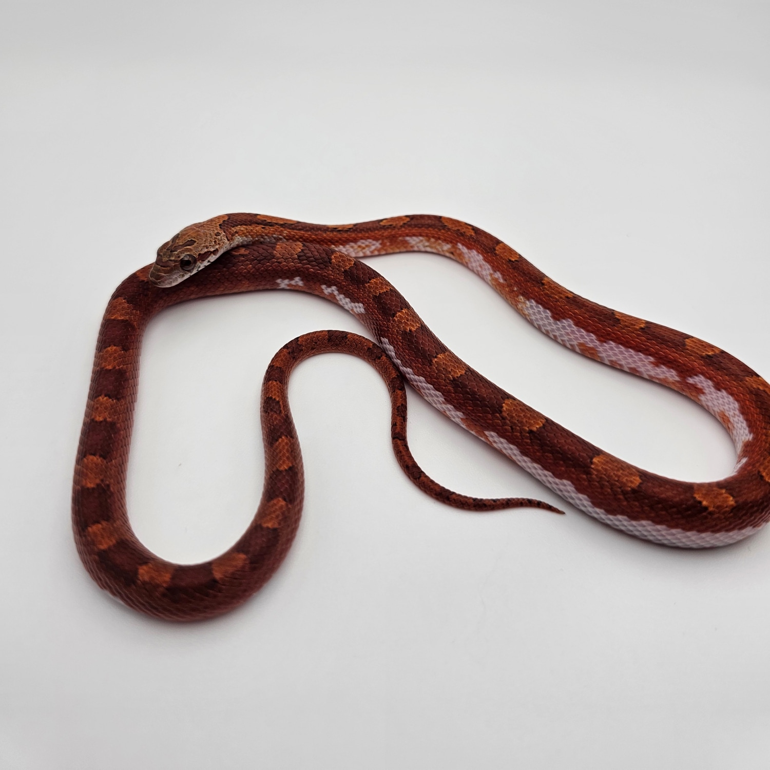 Italian Bloodlines Bloodred Piedsided Ph Lava, Lavender, Anery Corn ...
