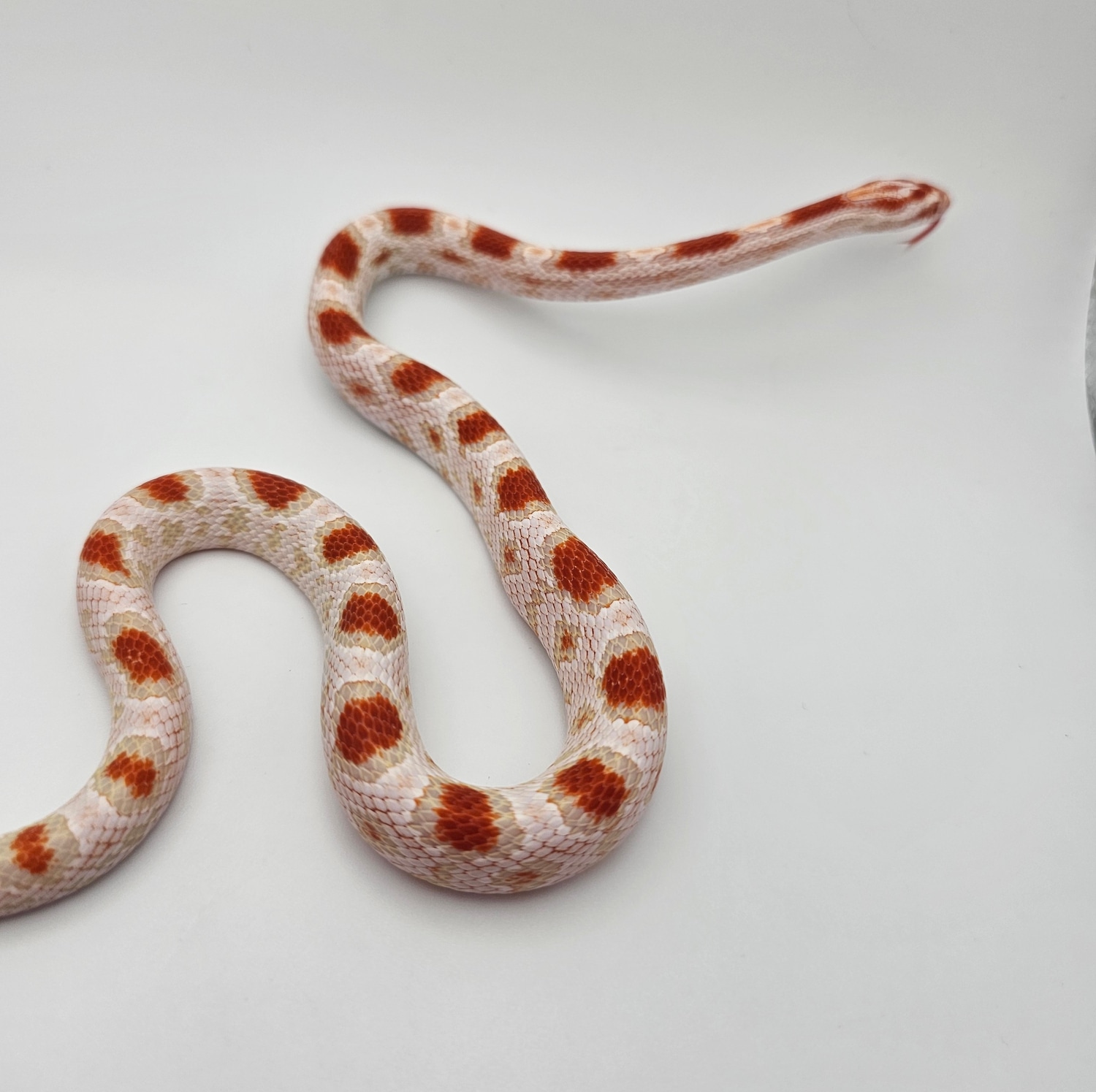 Halo High-White Reverse Okeetee Corn Snake by Crown and Scales ...