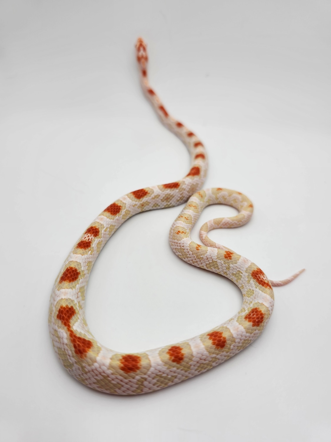 Halo High-White Reverse Okeetee Corn Snake by Crown and Scales ...