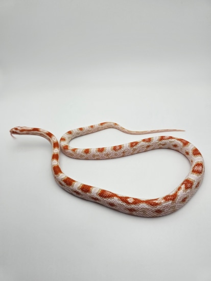 Corn Snake Halo High-White Reverse Okeetee by Crown and Scales