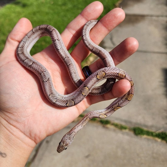 Italian Bloodlines Granite Piedsided Ph Lava, Lavender Corn Snake by ...