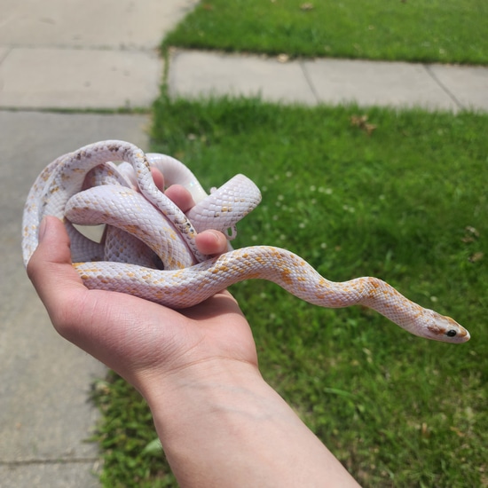 Platinum Calico (Anery, Calico, Stripe) Beauty Rat Snake by Crown and ...