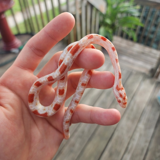 Halo High White Reverse Okeetee Corn Snake by Crown and Scales