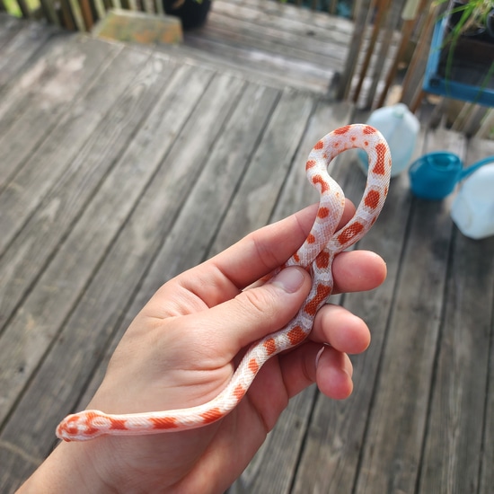 Halo High White Reverse Okeetee Corn Snake by Crown and Scales