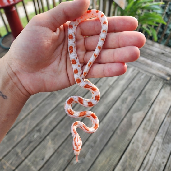 Halo High White Reverse Okeetee Corn Snake by Crown and Scales