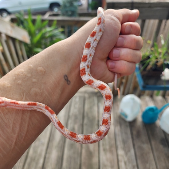Halo High White Reverse Okeetee Corn Snake by Crown and Scales