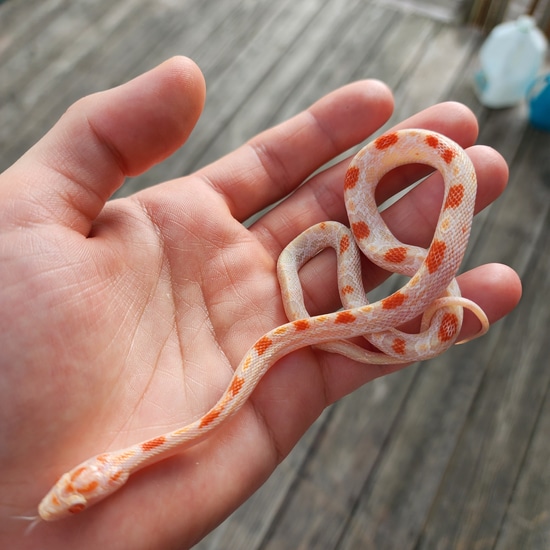 Halo High White Reverse Okeetee Corn Snake by Crown and Scales