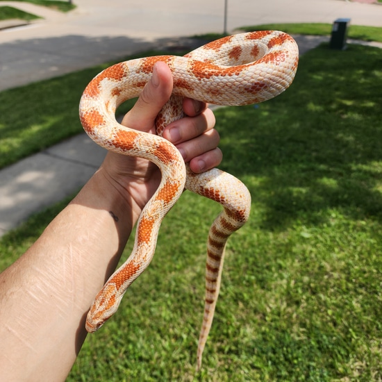 Halo High-White Reverse Okeetee Corn Snake by Crown and Scales