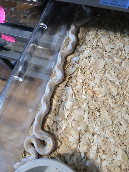 Star (Amel, Anery, Calico) Chinese Beauty Snake Other Rat Snake by ...