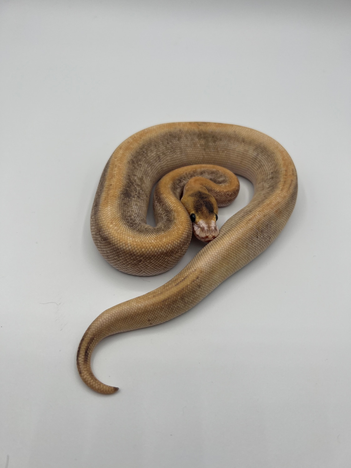 GHI Mojave Champagne Ball Python by Berk's Serps - MorphMarket