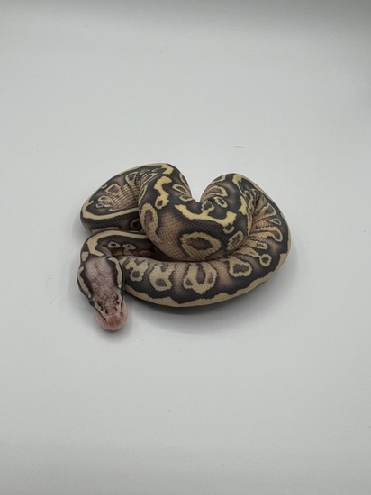 Pastel Leopard Lesser Fire YB Poss. Het Clown Ball Python by Berk's Serps