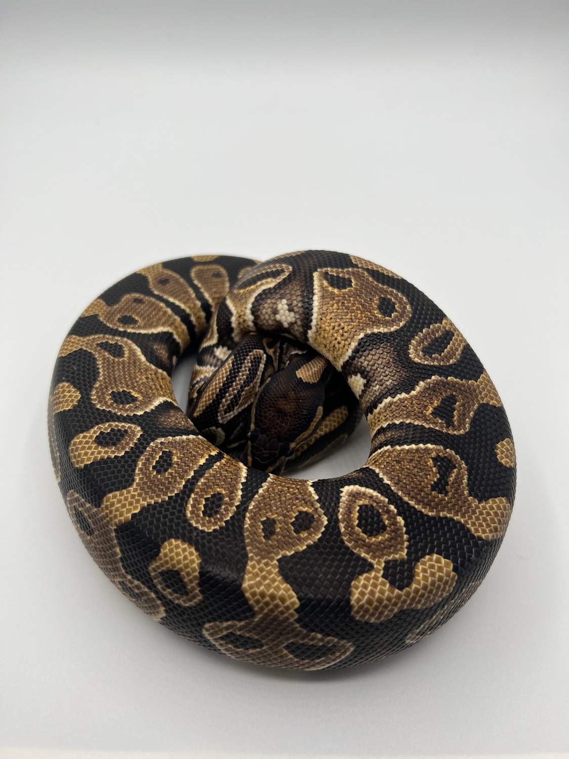 Double Het Clown Pied Ball Python by Berk's Serps - MorphMarket