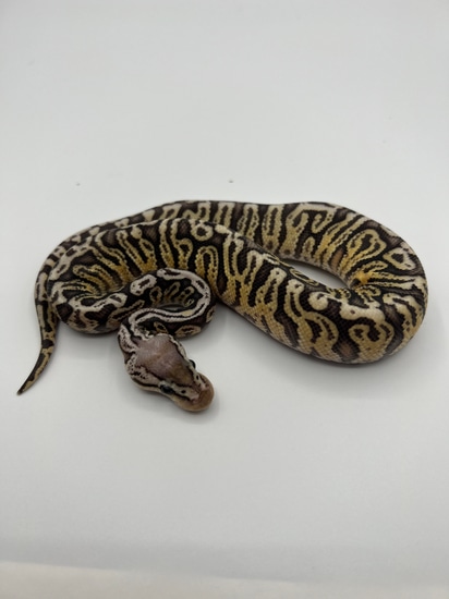 Super Pastel Hidden Gene Woma Granite 100% Het Clown Ball Python by ...