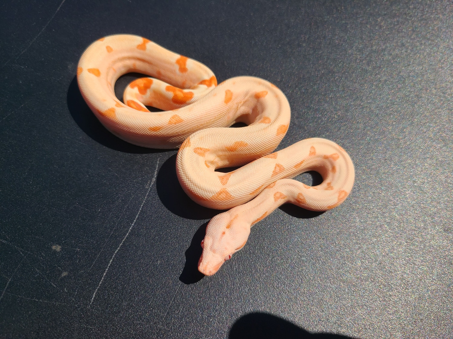 Possible Super Sunglow Arabesque Boa Constrictor by Malinowski Reptiles ...