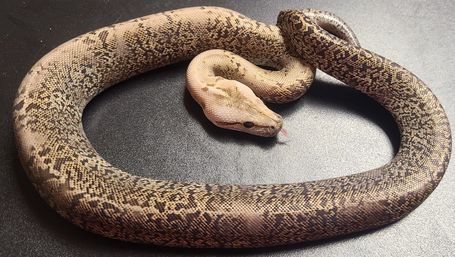 Granite 100% Double Het Green/albino Burmese Python by Malinowski ...