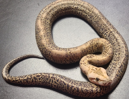 Granite 100% Double Het Green/albino Burmese Python by Malinowski Reptiles