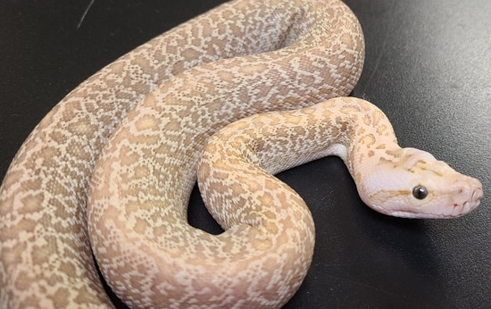 Hypo Granite 100% Het Albino/green Burmese Python by Malinowski Reptiles