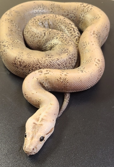 Granite 100% Double Het Green/albino Burmese Python by Malinowski Reptiles