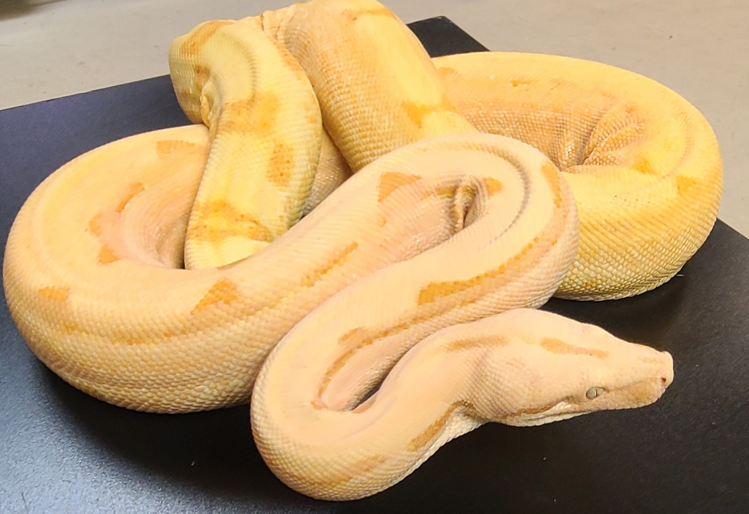 Kraken Possible Super Sunglow Boa Constrictor by Malinowski Reptiles ...