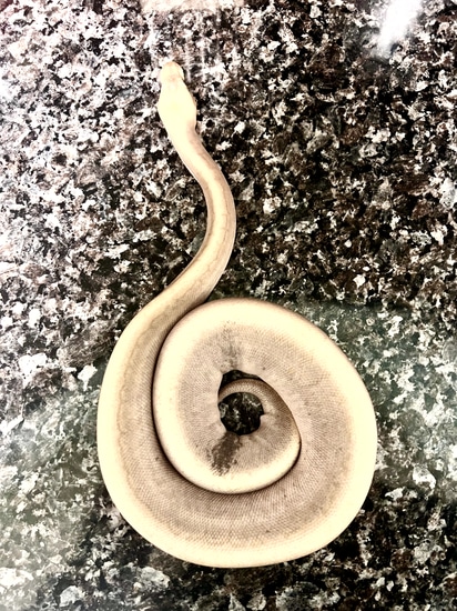 Bamboo Pewter Blast Paradox Ball Python by The Legless