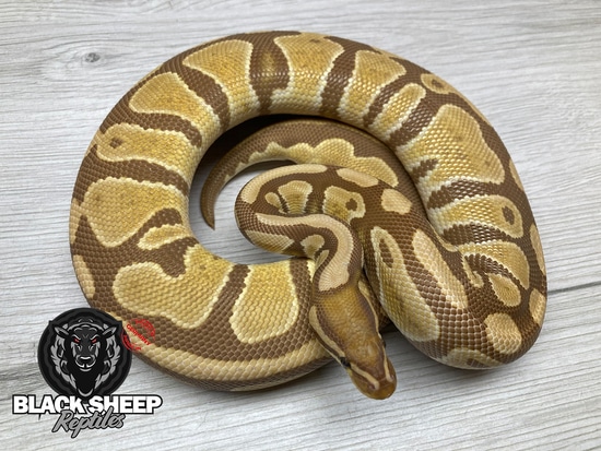 Ultramel Het Piebald - HAMM SPECIAL Ball Python by Blacksheepreptiles.com