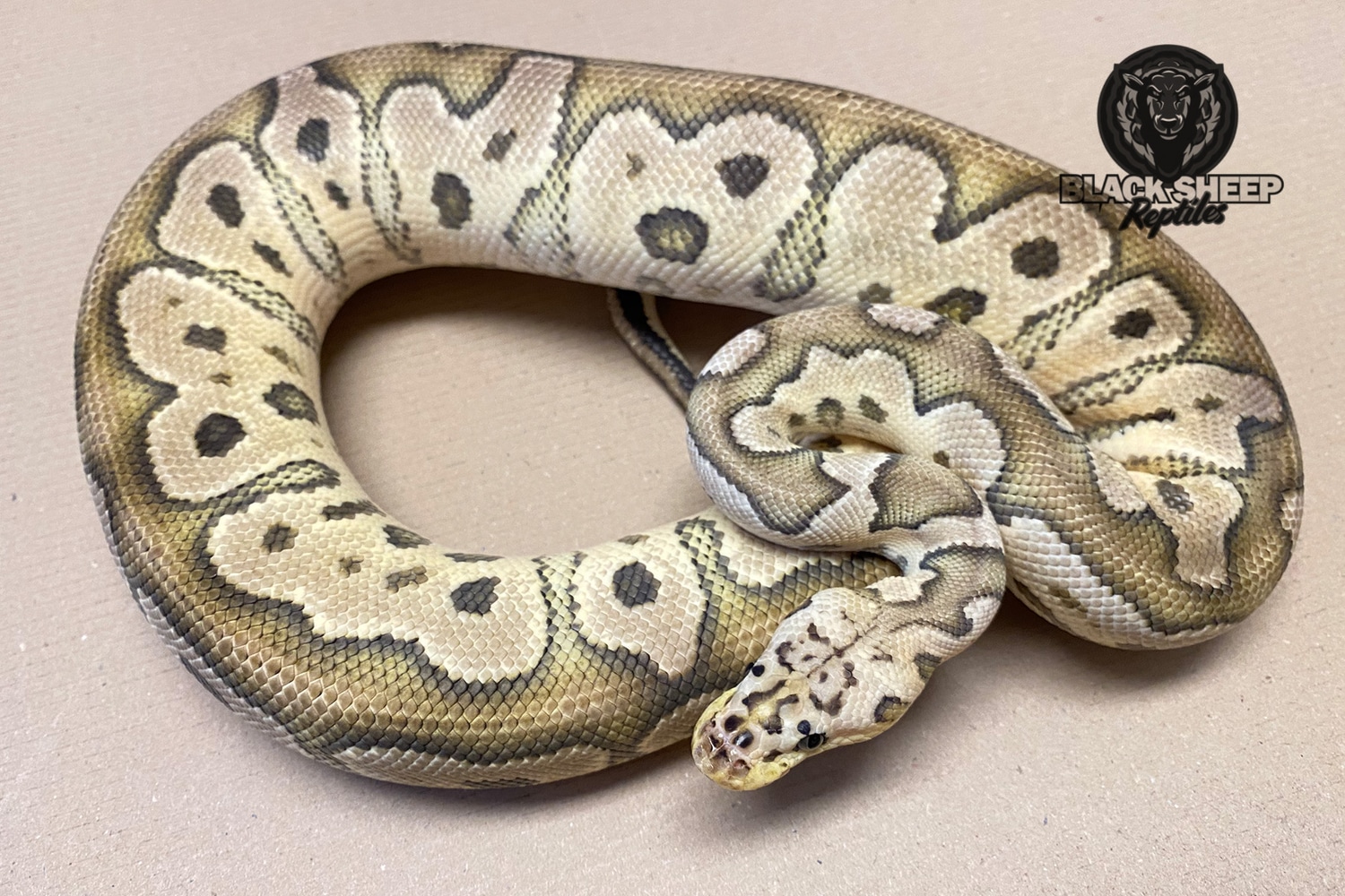 Pastel Yellow Belly Clown Ball Python by Blacksheepreptiles.com ...
