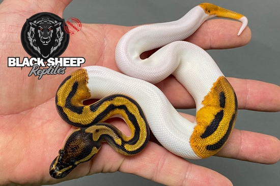 Orange Dream Piebald 50% Het Lavender Albino Ball Python by ...
