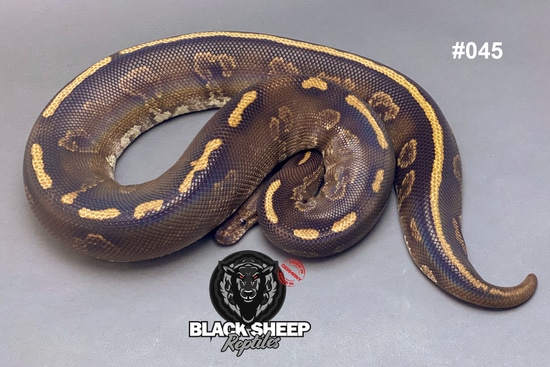 Black Pastel Chocolate - Big Breeder Female Ball Python by ...