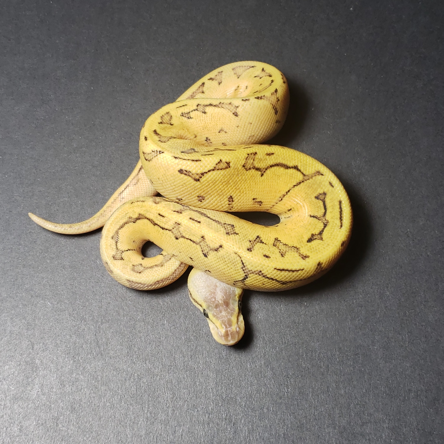 Orange Dream Pastel Pinstripe Ball Python by Breeder Underground ...