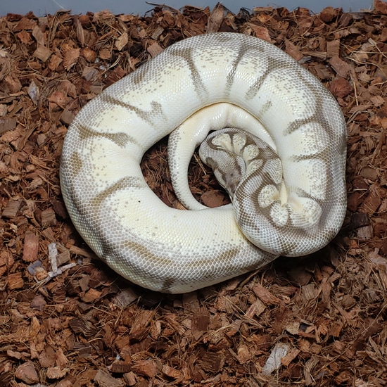 Mojave Orange Dream Spider Hypo Ball Python by Breeder Underground