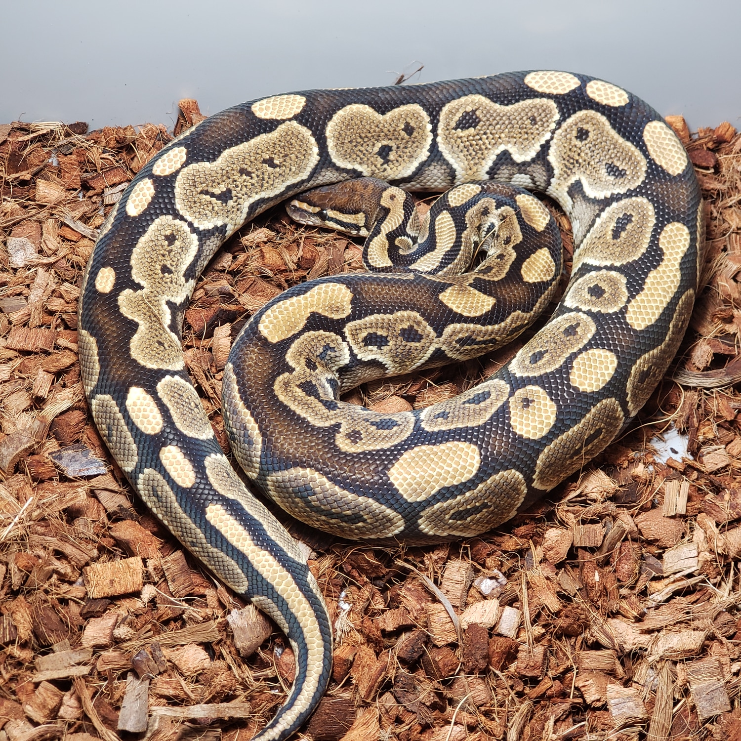 Special Ball Python by Breeder Underground - MorphMarket