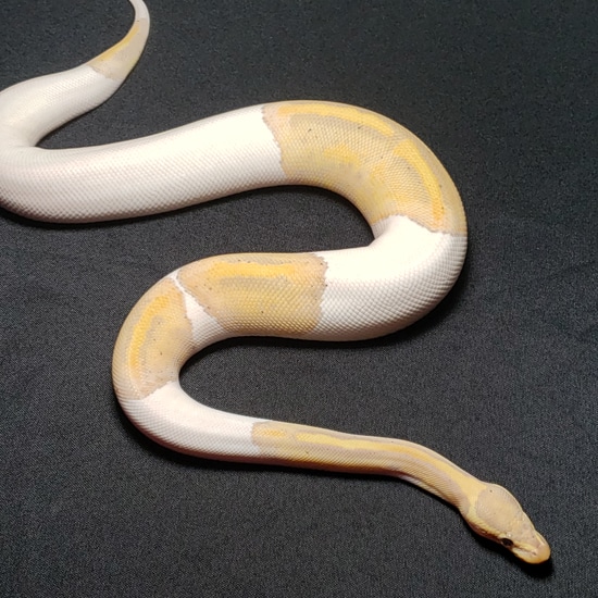Chocolate Banana Piebald Ball Python by Breeder Underground