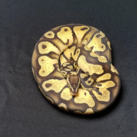 Pastel Spector 100% Het Piebald Ball Python by Breeder Underground