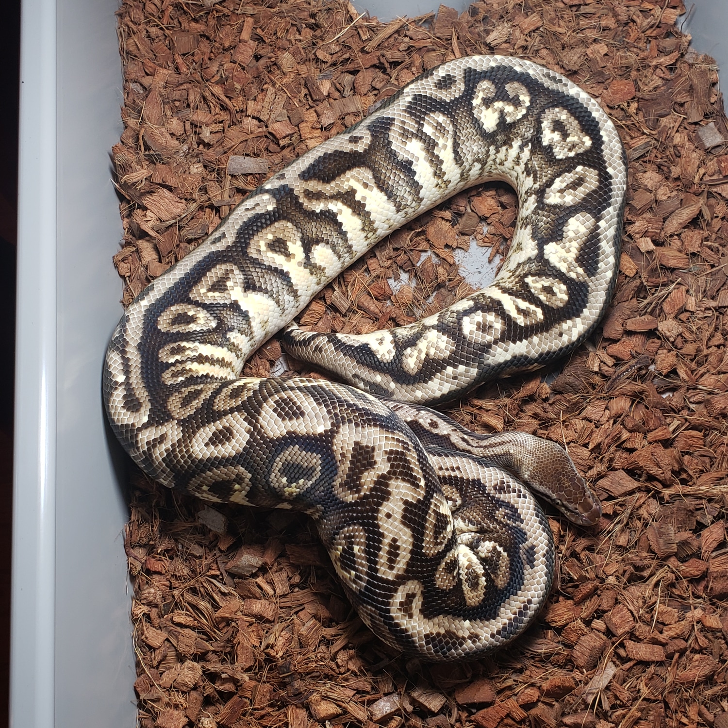 Pastel Hidden Gene Woma Granite Yellowbelly Ball Python by Breeder ...