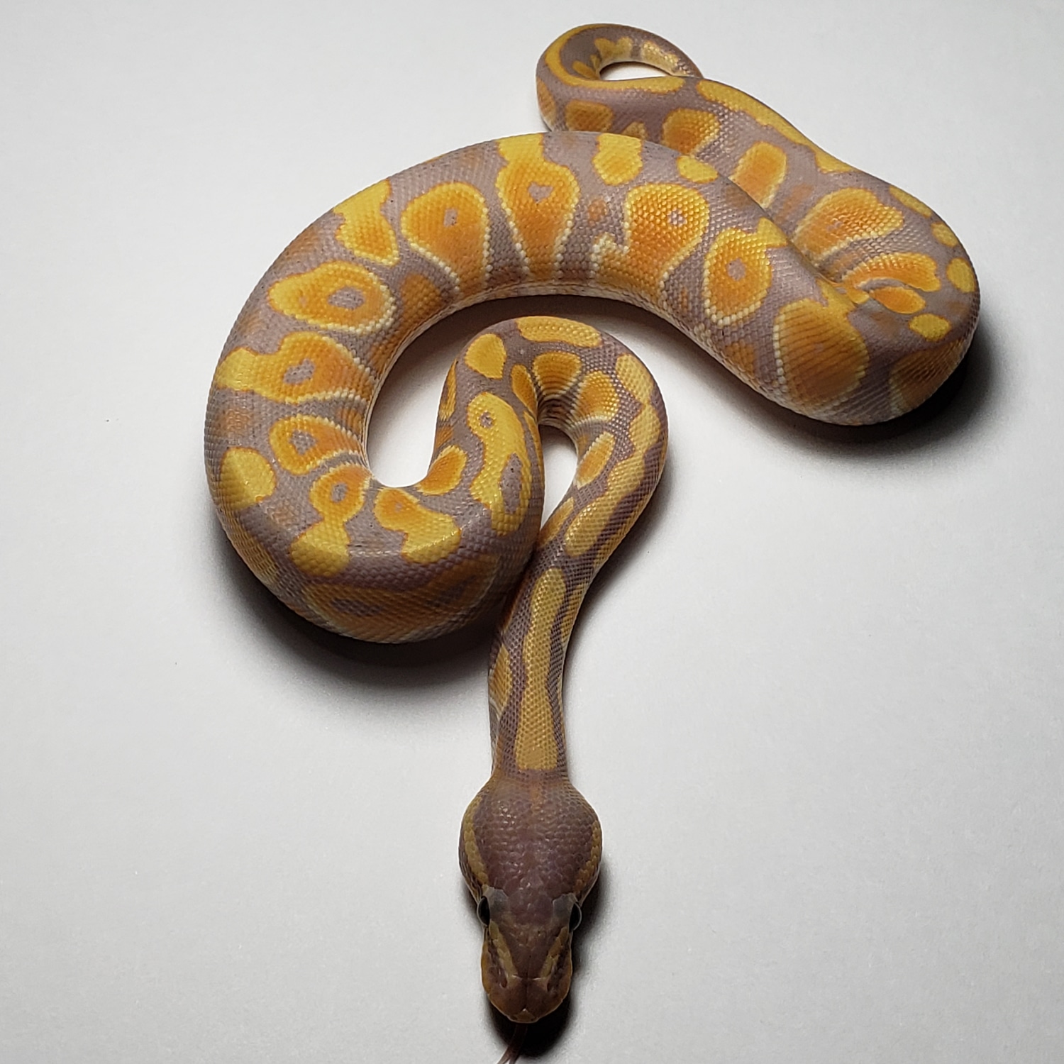 Banana Mocha Yellowbelly Ball Python by Breeder Underground - MorphMarket