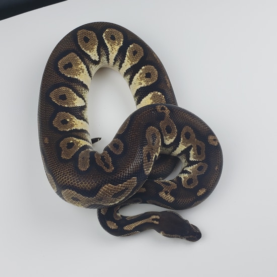 Blackhead Red Gene Ringer Gene Pastel Ball Python by Breeder Underground