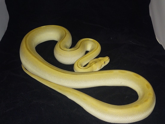 Hypo Green Het Albino Burmese Python by Production reptiles