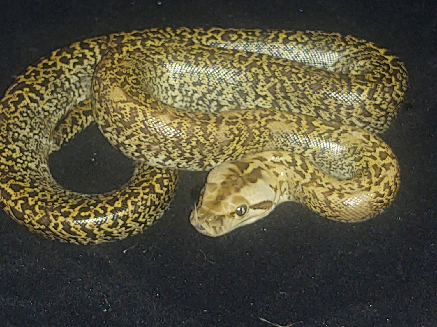 Granite Het Albino Burmese Python by Production reptiles - MorphMarket