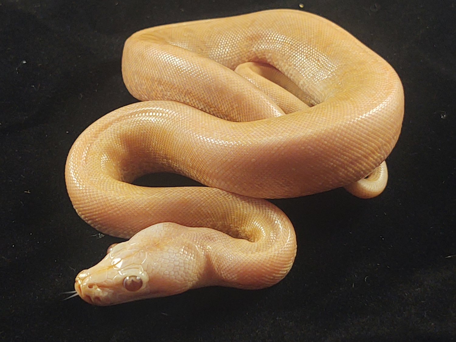 Caramel Green Granite Burmese Python by Production reptiles - MorphMarket