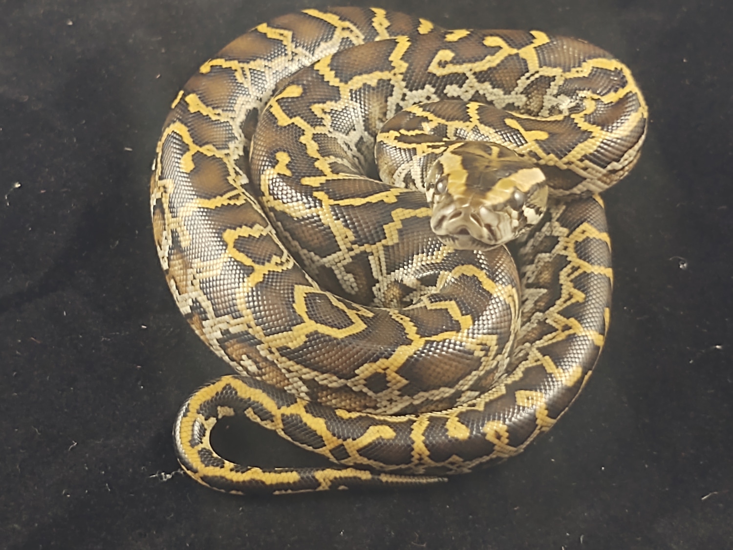 F3 Half Dwarf 66% Het Albino Burmese Python by Production reptiles ...