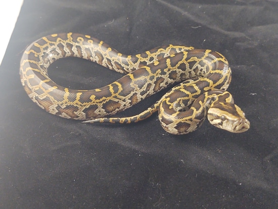 F3 Half Dwarf 66%het Albino Burmese Python by Production reptiles