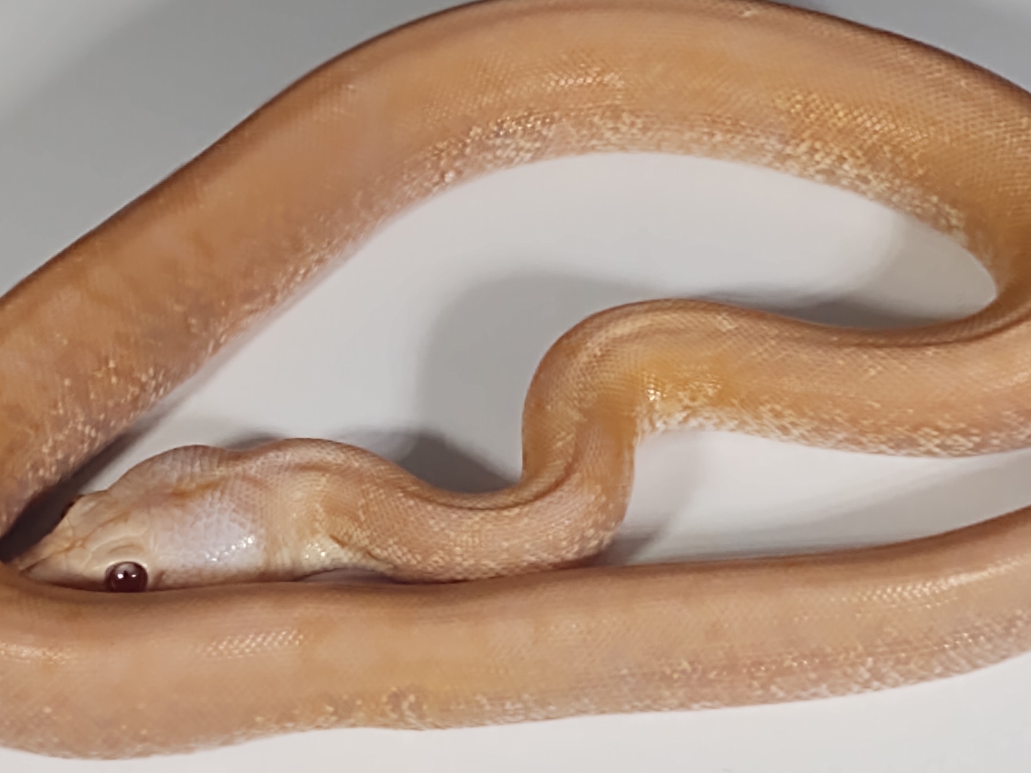 Caramel Green Granite Burmese Python by Production reptiles - MorphMarket