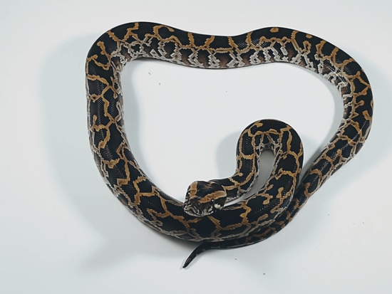 Beautiful F3 Half Dwarf 66%het Albino Burmese Python by Production reptiles