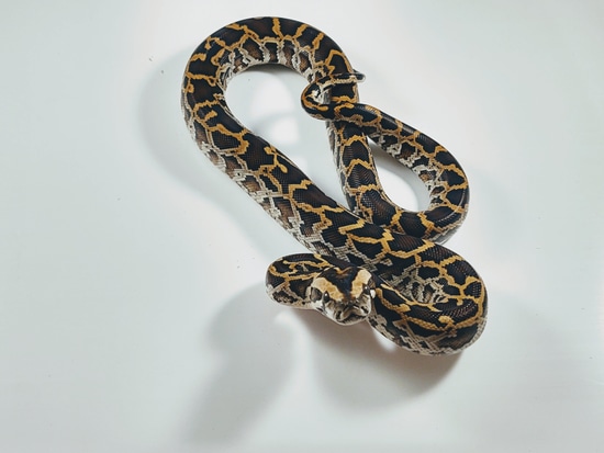 Pair Deal F3 Half Dwarfs 66% Het Albino Burmese Python by Production ...