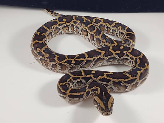 F3 Half Dwarf Burmese Python by Production reptiles