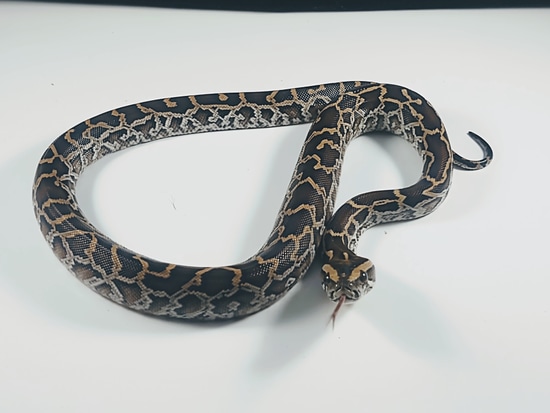 F3 Half Dwarf 66% Het Albino Burmese Python by Production reptiles
