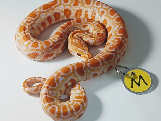 Albino Het Gulfcoast Caramel Burmese Python by Production reptiles