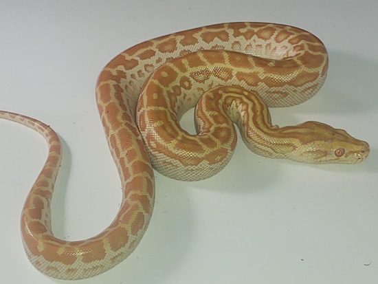 Pearl 100% Het Gulfcoast Caramel Burmese Python by Production reptiles