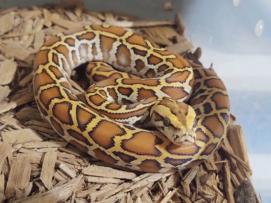 Gulfcoast Caramel 50%het Albino Burmese Python by Production reptiles